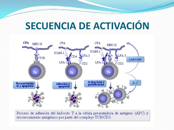 Activación de linfocitos T