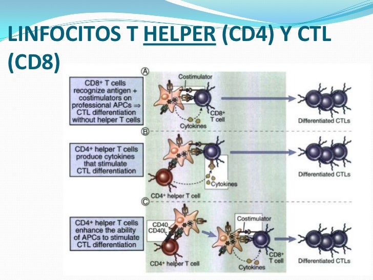 Activación de linfocitos T