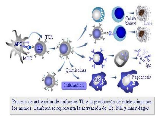 Activación de linfocitos t