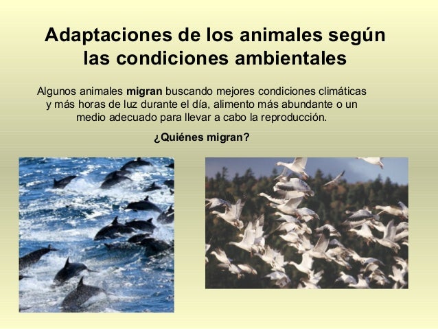 Adaptaciones de los animales