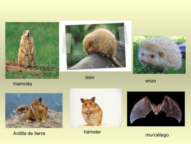Adaptaciones de los animales