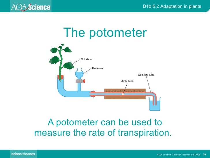 Adaptation In Plants