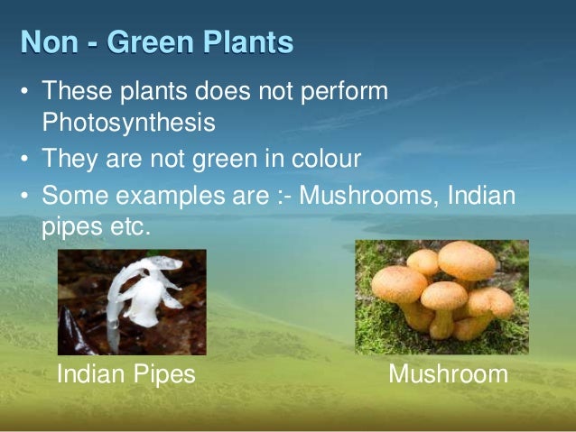 Adaptations In Plants adaptations-in-plants