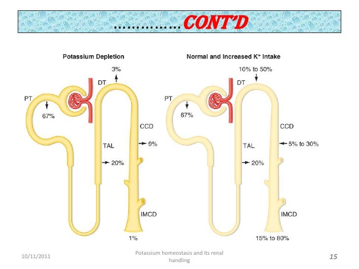 potassium homeostasis and its renal handling