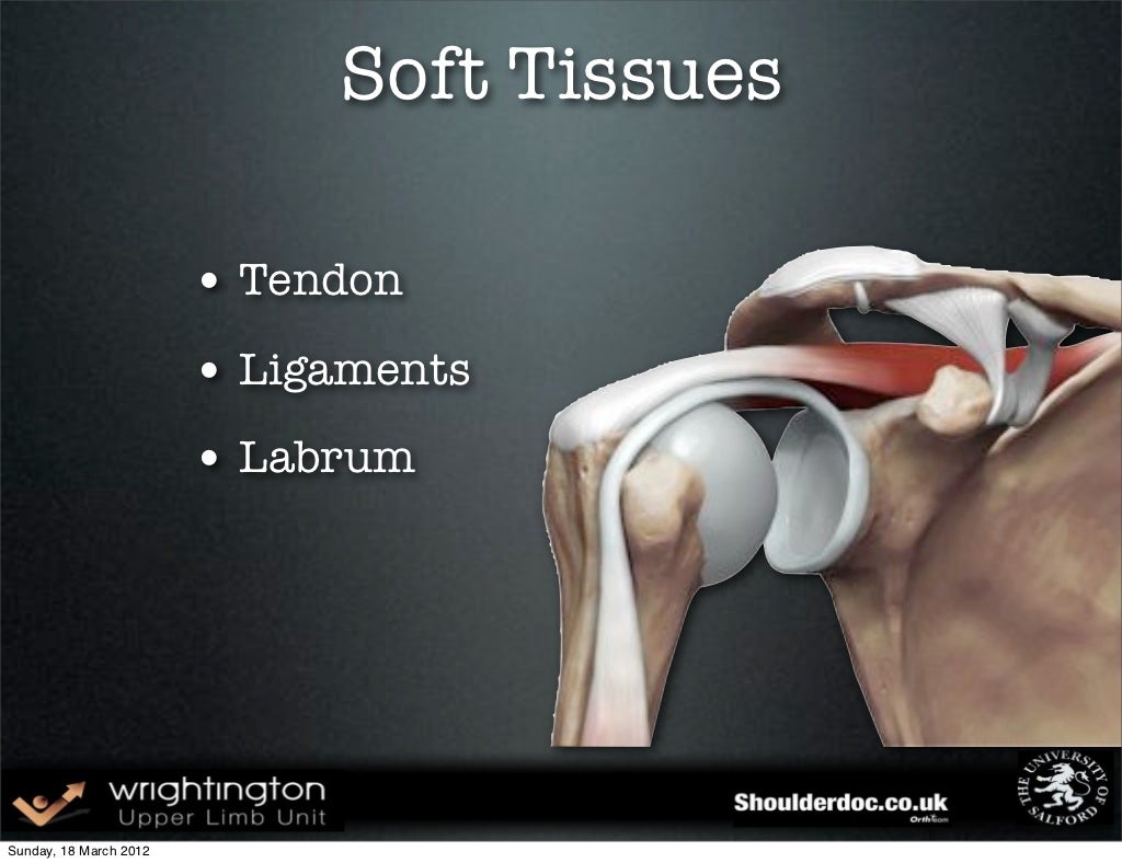 Soft Tissues • Tendon