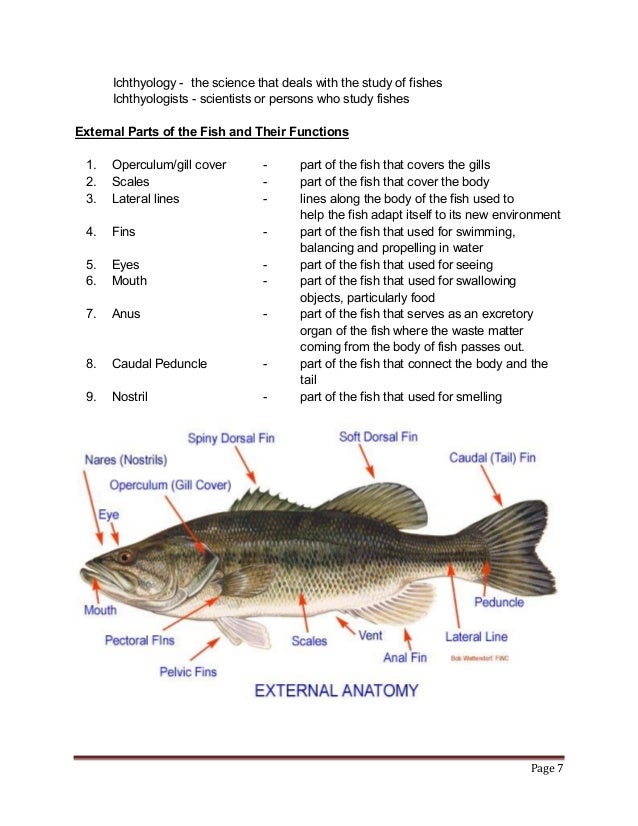 Fishery Arts 7 Fishery Arts 7