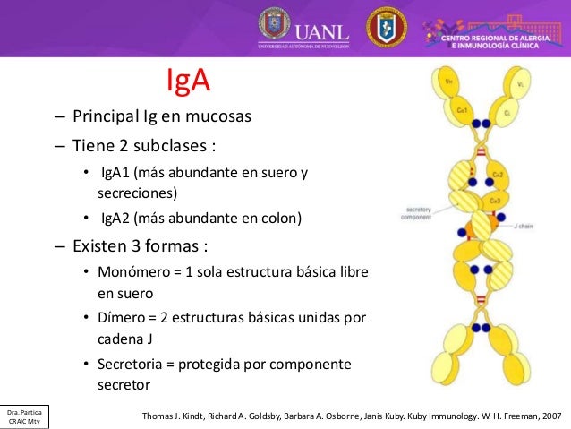 Alergia alimentaria y niveles de IgA
