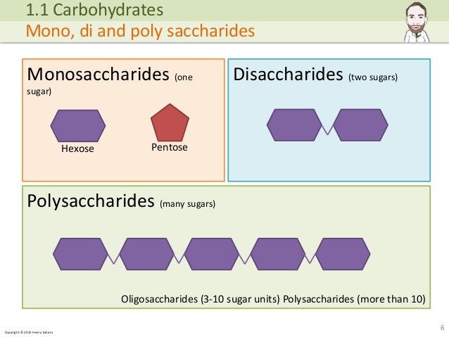A level Biology - Biological Molecules