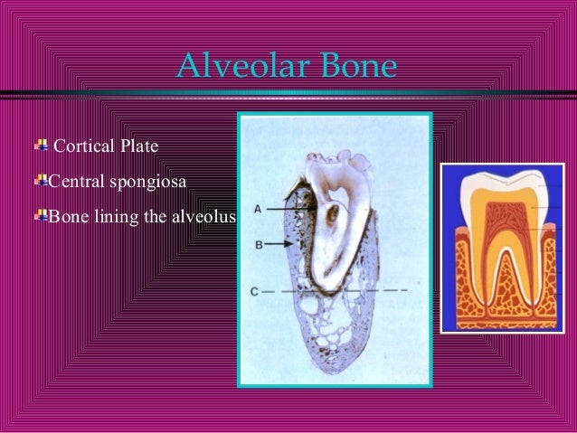 Parts Of The Alveolar Process