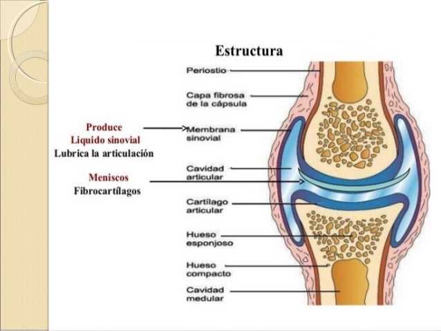 Anatomía de hueso y articulaciones