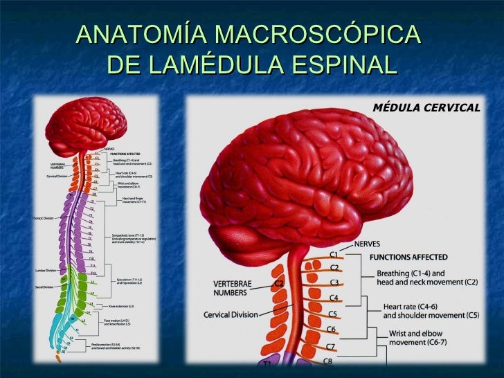 Anatomía del cerebro y médula espinal