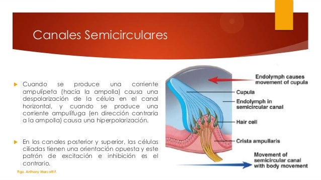 Anatomía Y Fisiología Del Sistema Vestibular Periférico