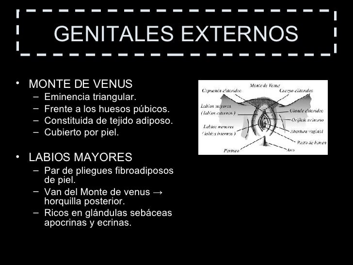 Anatomia General De Genitales Internos Y Externos