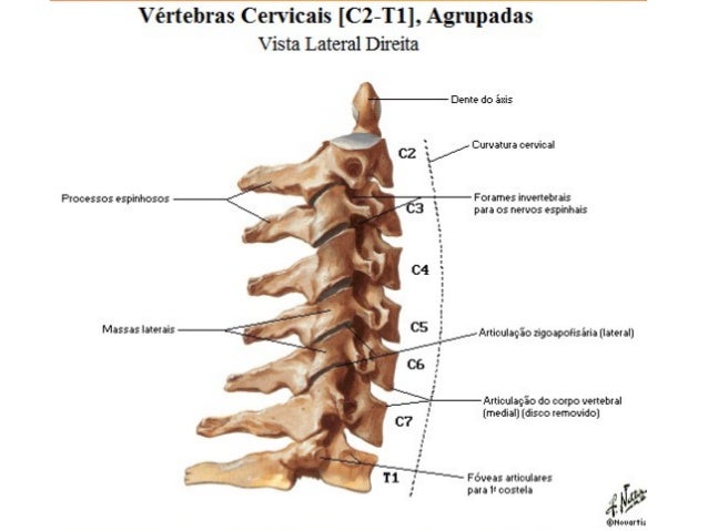 Anatomia coluna cervical