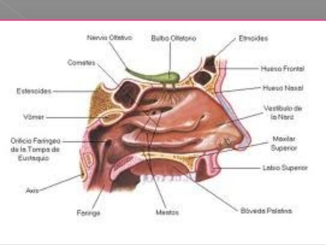 Anatomia de las fosas nasales y senos paranasales