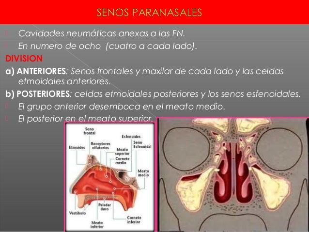 Anatomia de las fosas nasales y senos paranasales