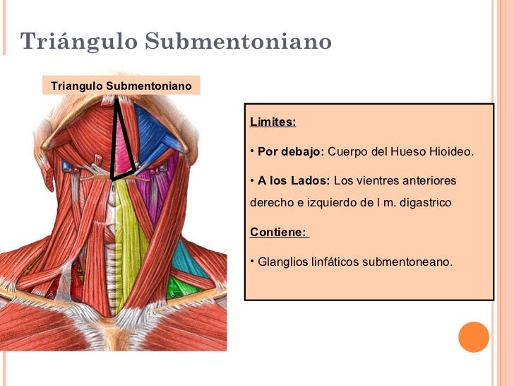 Anatomia del cuello definitiva