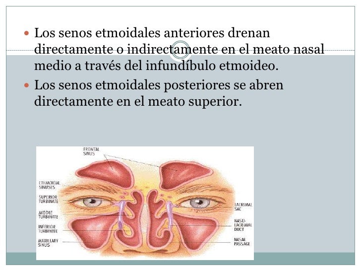 Anatomia de senos paranasales