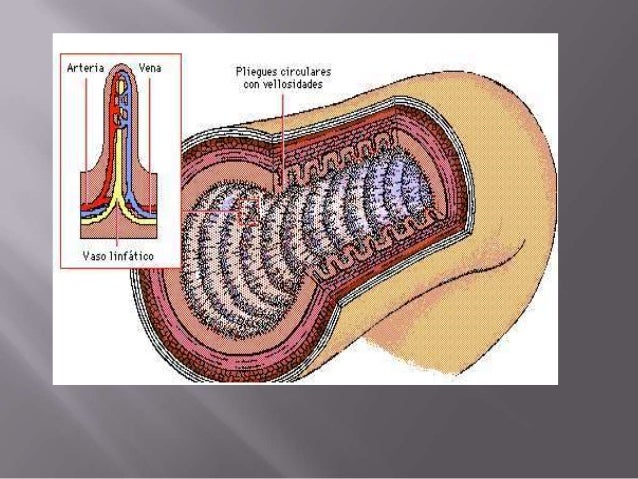 Anatomia recto y ano Anatomia recto y ano