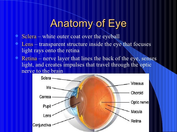 Anatomy Of The Eye Anatomy Of The Eye
