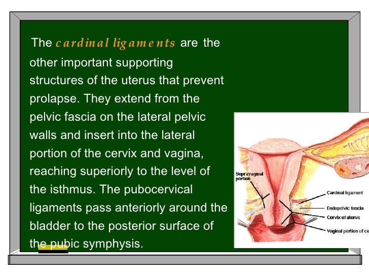 Anatomy2009