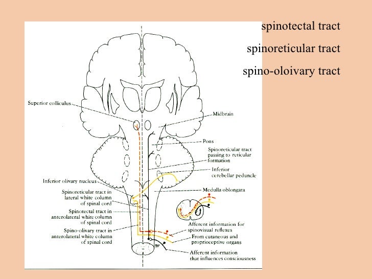 Anatomy of ascending and descending tracts