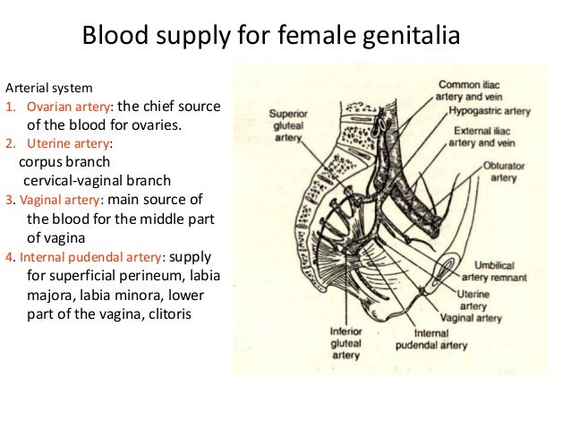 Anatomyof female genital tract