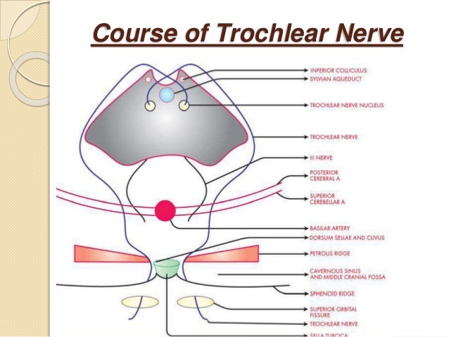 Anatomy of fourth and sixth cranial nerve 06.12.13