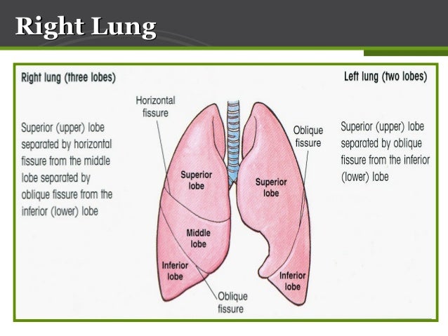 😊 Oblique Fissure Surface Marking Oblique Fissure Lung 2019 01 19