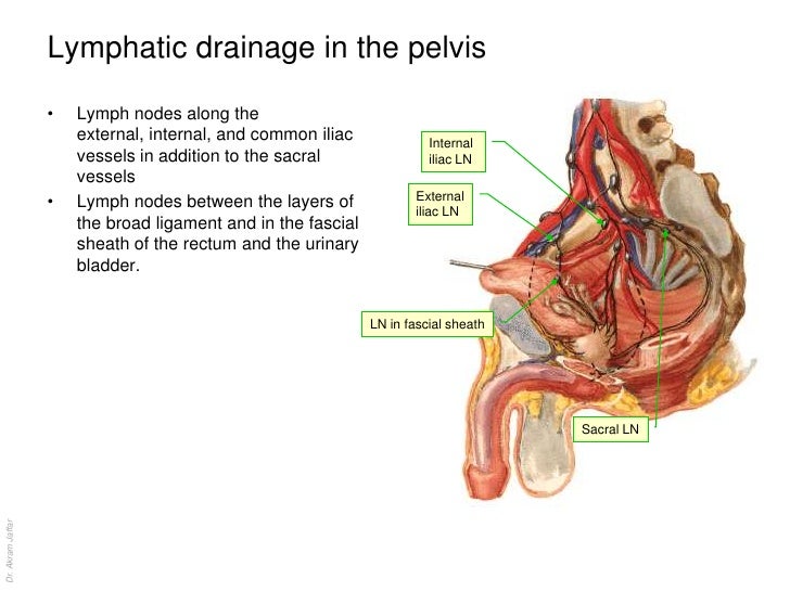 Anatomy Of The Lymphatic System