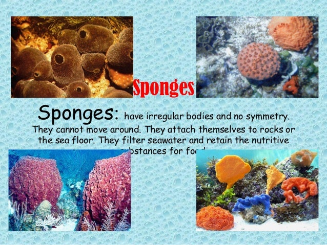 Animal classification invertebrates 5th grade