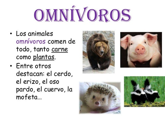 Animales omnivoross - Imagui