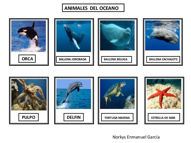 Animales de los continentes