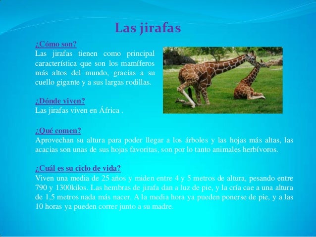 Donde viven las jirafas - Imagui