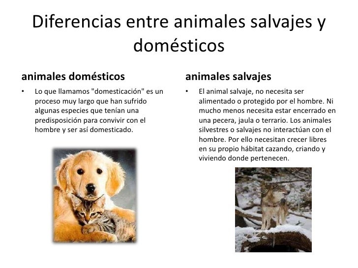 Cuales son los animales salvaje - Imagui
