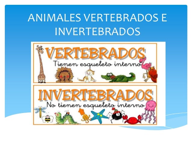 Los animales vertebrados e invertebrados - Imagui