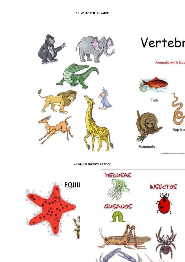 Ejemplos De Animales Vertebrados E Invertebrados