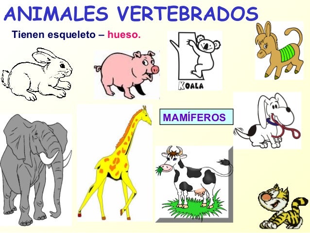 Animales vertebrados e invertebrados cristyna