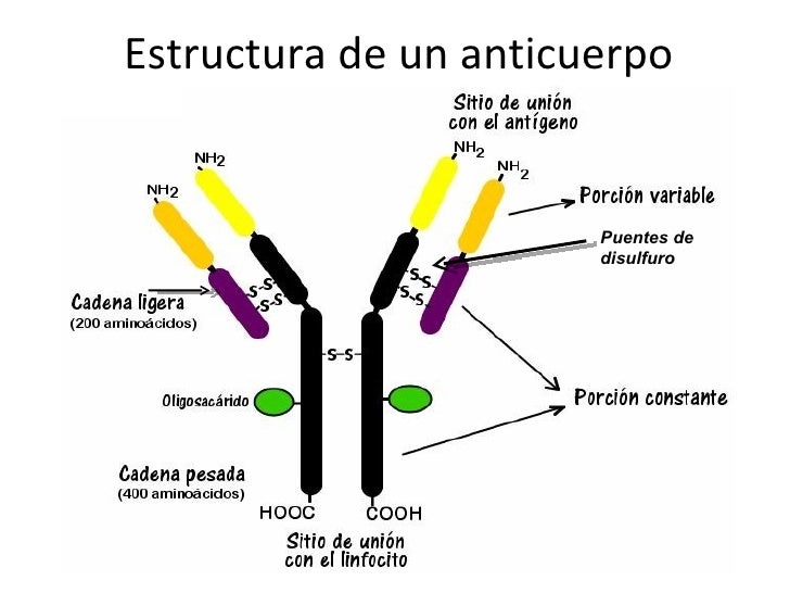 Antigeno anticuerpo