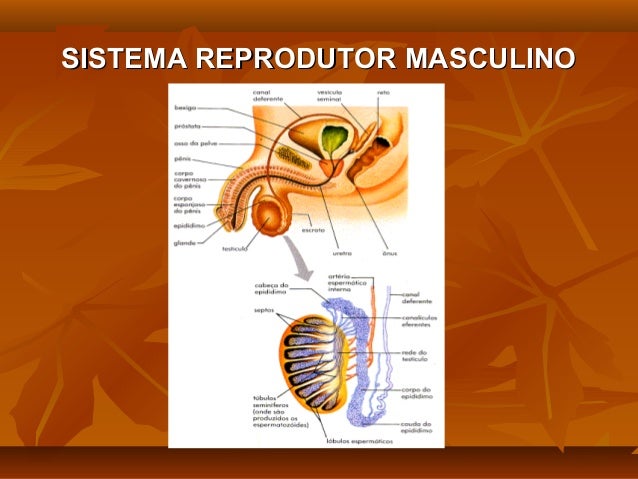 Sistema Reprodutor Masculino Aula 10 Anatomia 2 Siste