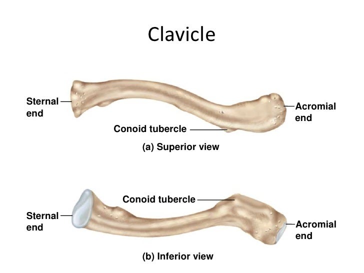 Appendicular Skeleton