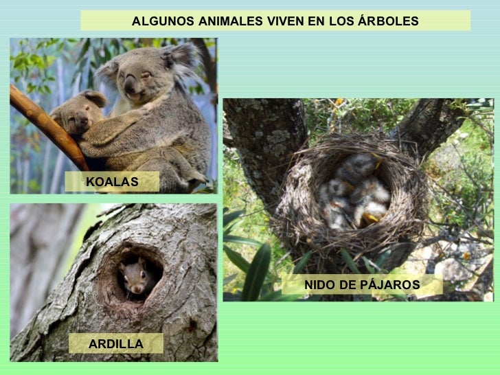 Arboles y bosques
