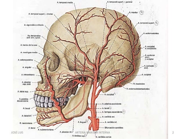 Arteria maxilar interna