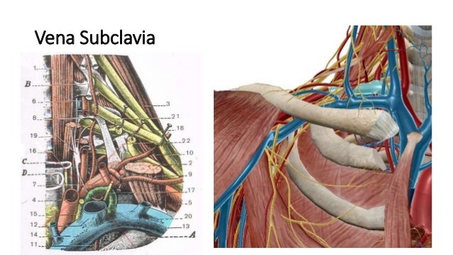 Anatomía - Arteria subclavia (Origen, Trayecto, Relaciones, Porciones…