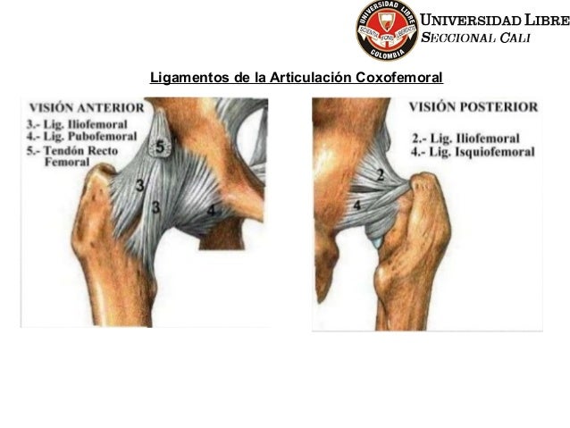 Articulación coxofemoral