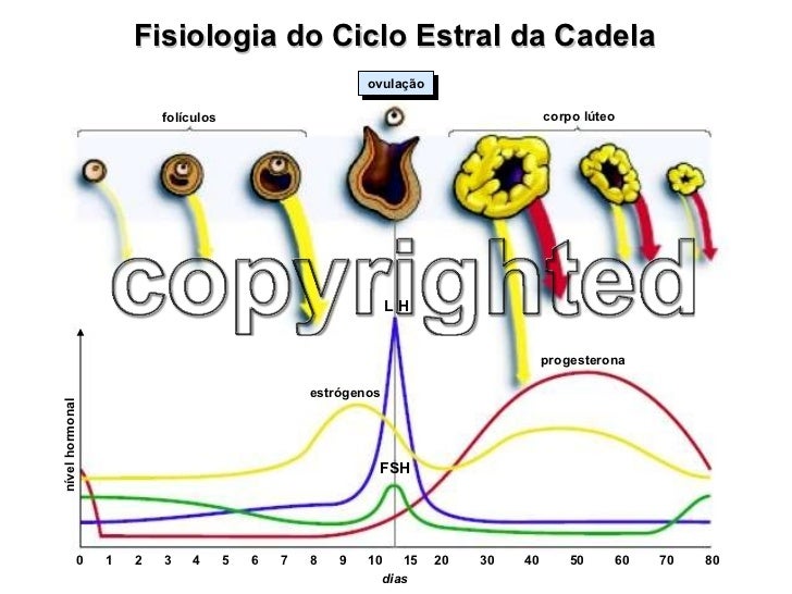 Aula de Patologia do Sistema Genital Feminino