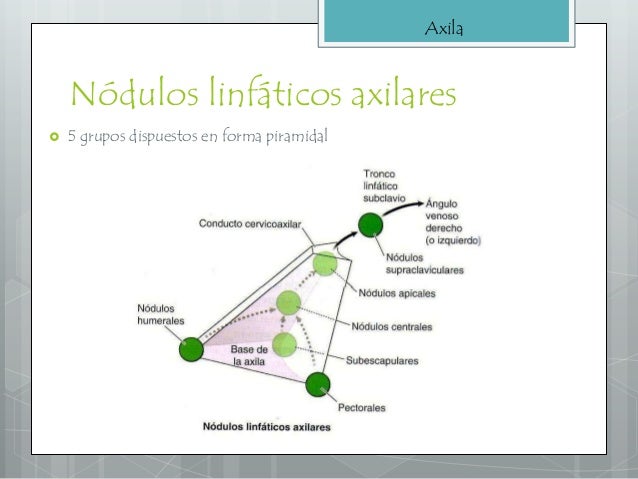 Axila