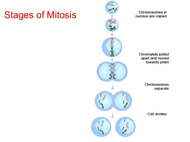 B27 Meiosis And Mitosis