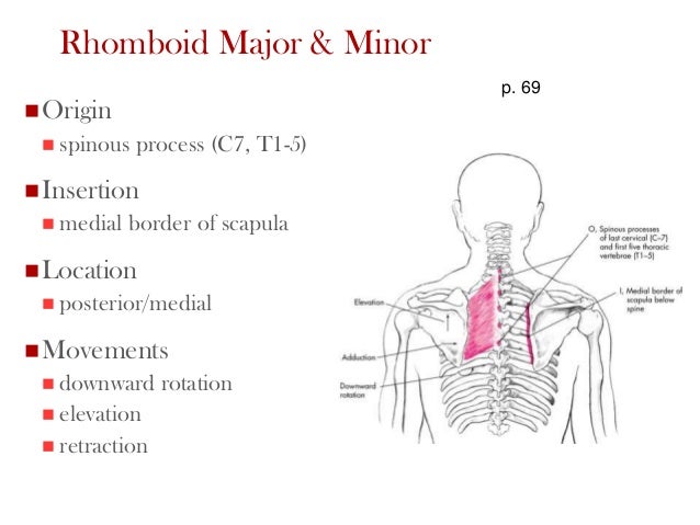 Rhomboids Origin And Insertion