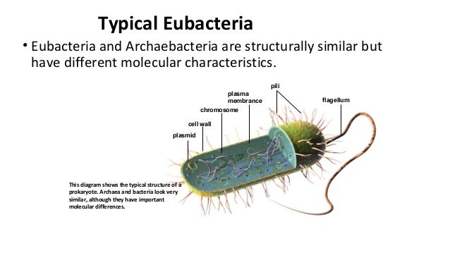 Eubacterial Cell Chapter 10: Bacteria And Viruses 7th Grade